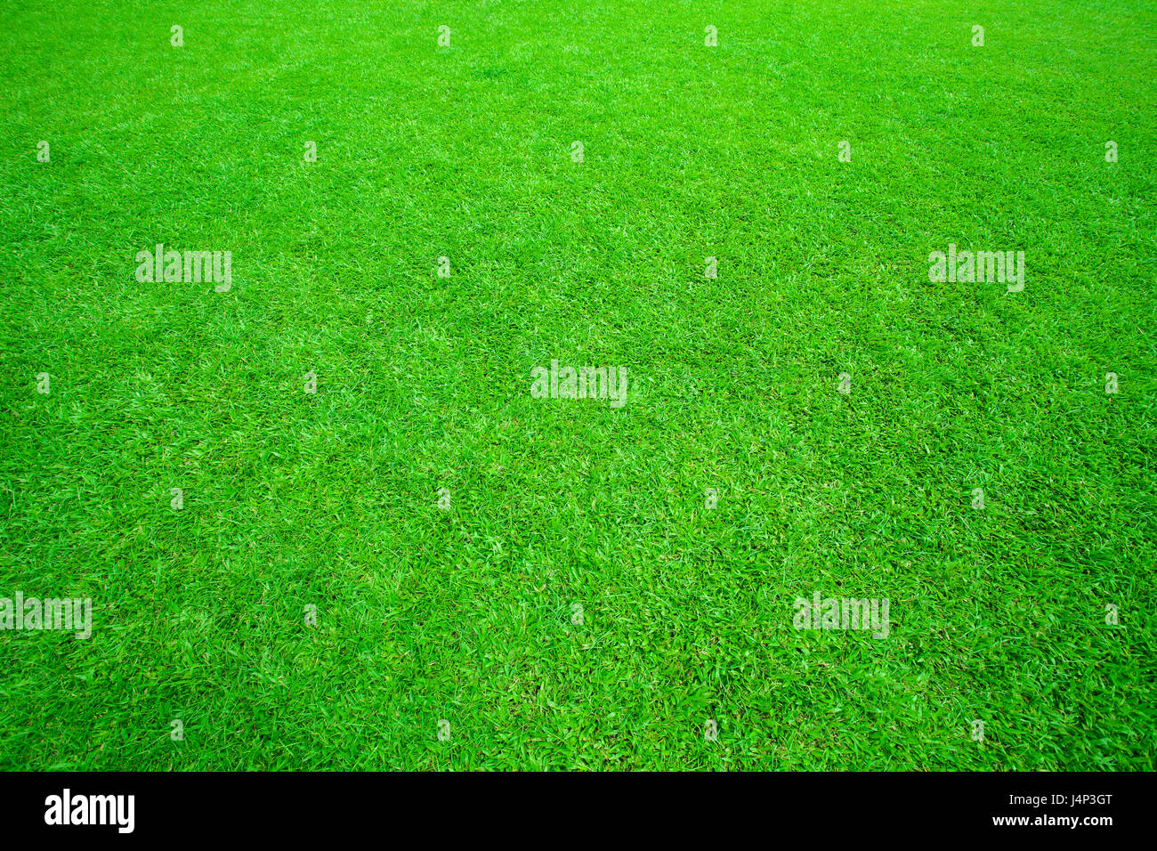 pattern of green grass field use as background,backdrop,natural texture ...