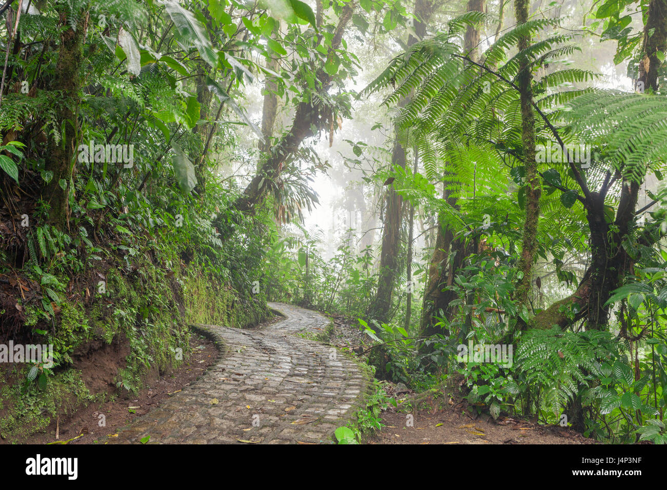 Stone path in rainforest Monteverde Costa Rica Stock Photo - Alamy
