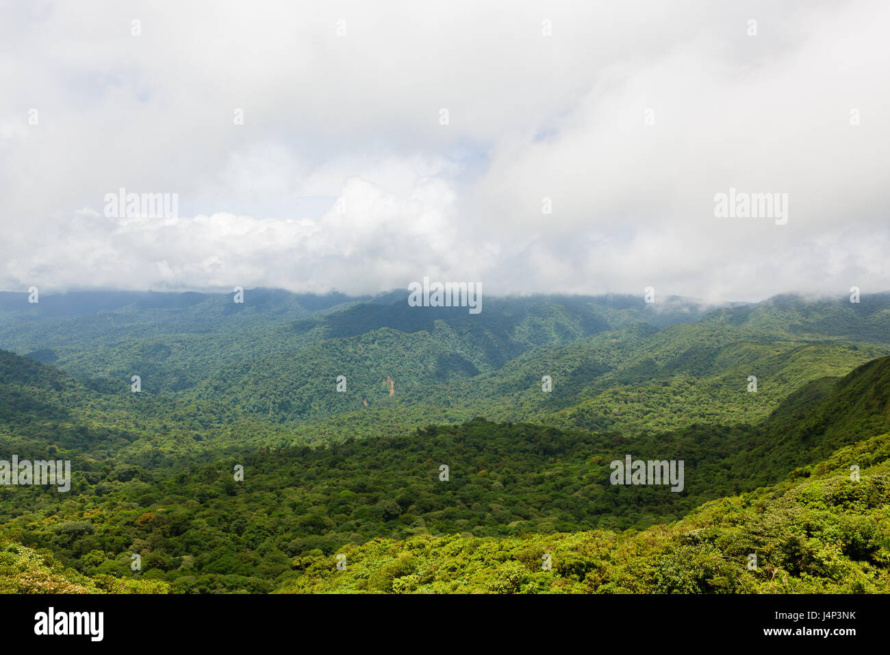 Biodiversity conservation forest hi-res stock photography and images ...