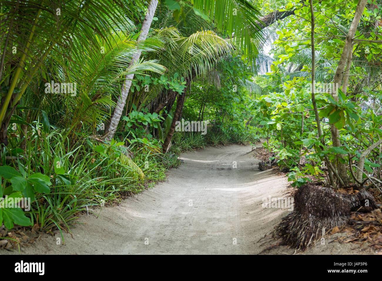Sand road to the beach in tropical forest Stock Photo - Alamy