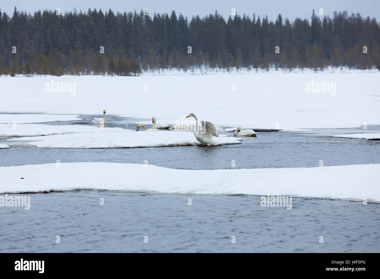Swans on partially frozen lake Stock Photo - Alamy