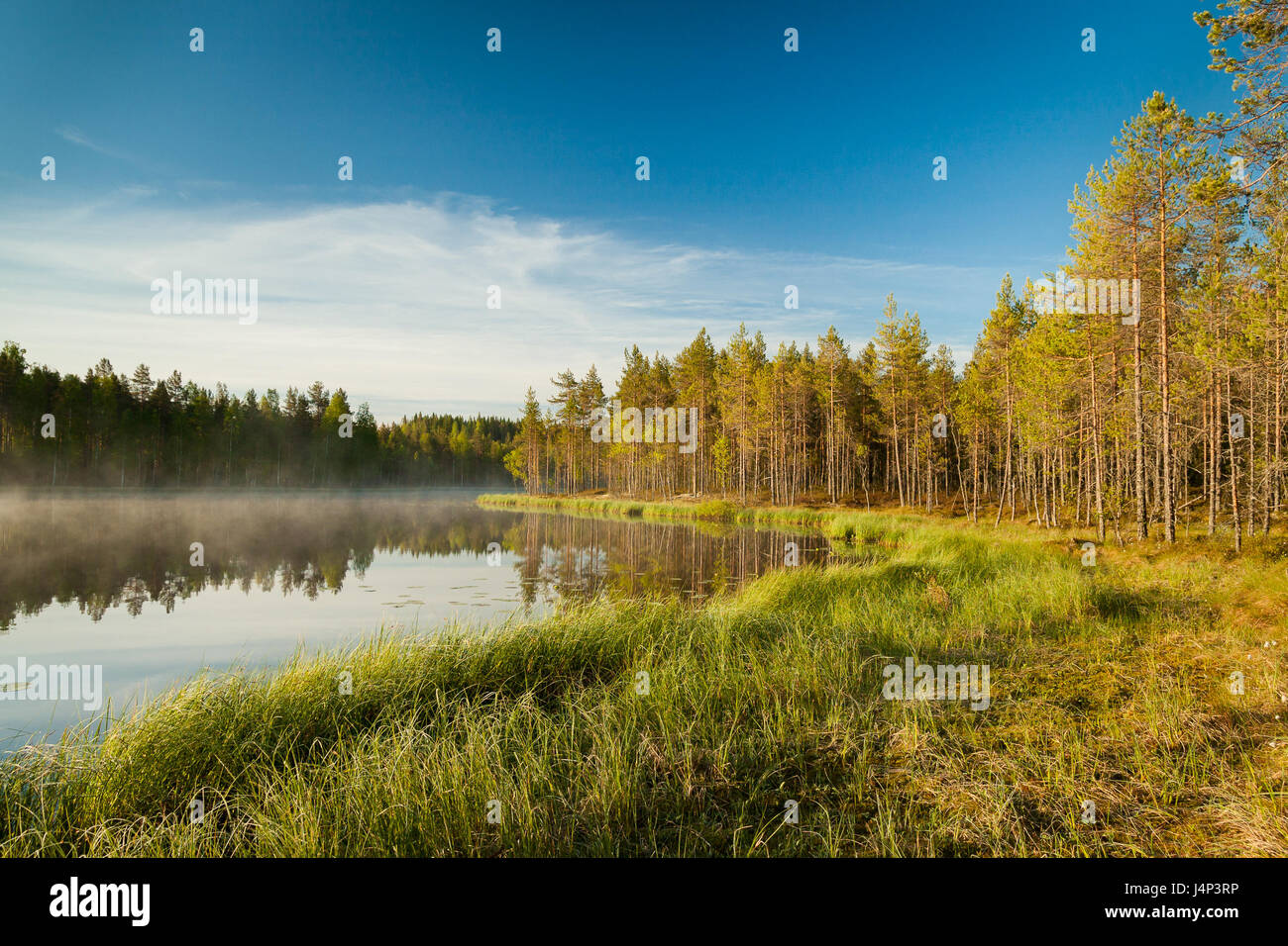 Evergreen forest pond hi-res stock photography and images - Alamy