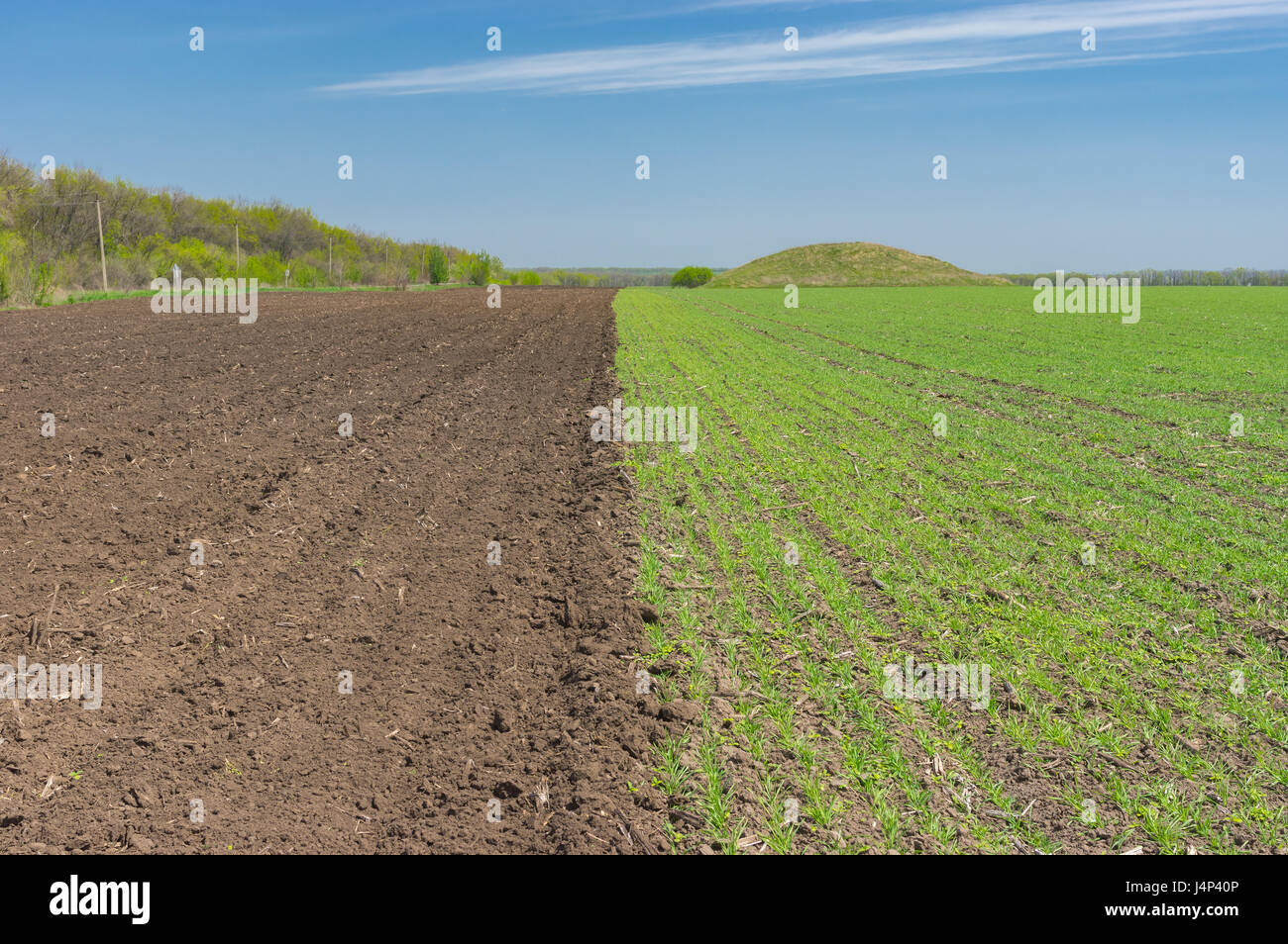 Spring landscape with an agricultural field divided on two section ...