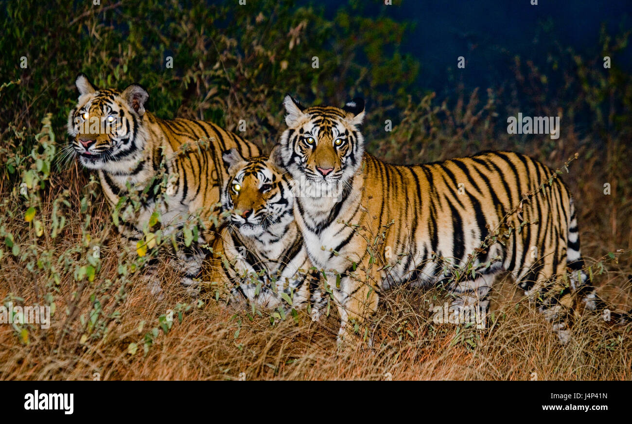 A few wild Bengal tigers in the jungle in the predawn twilight. India ...