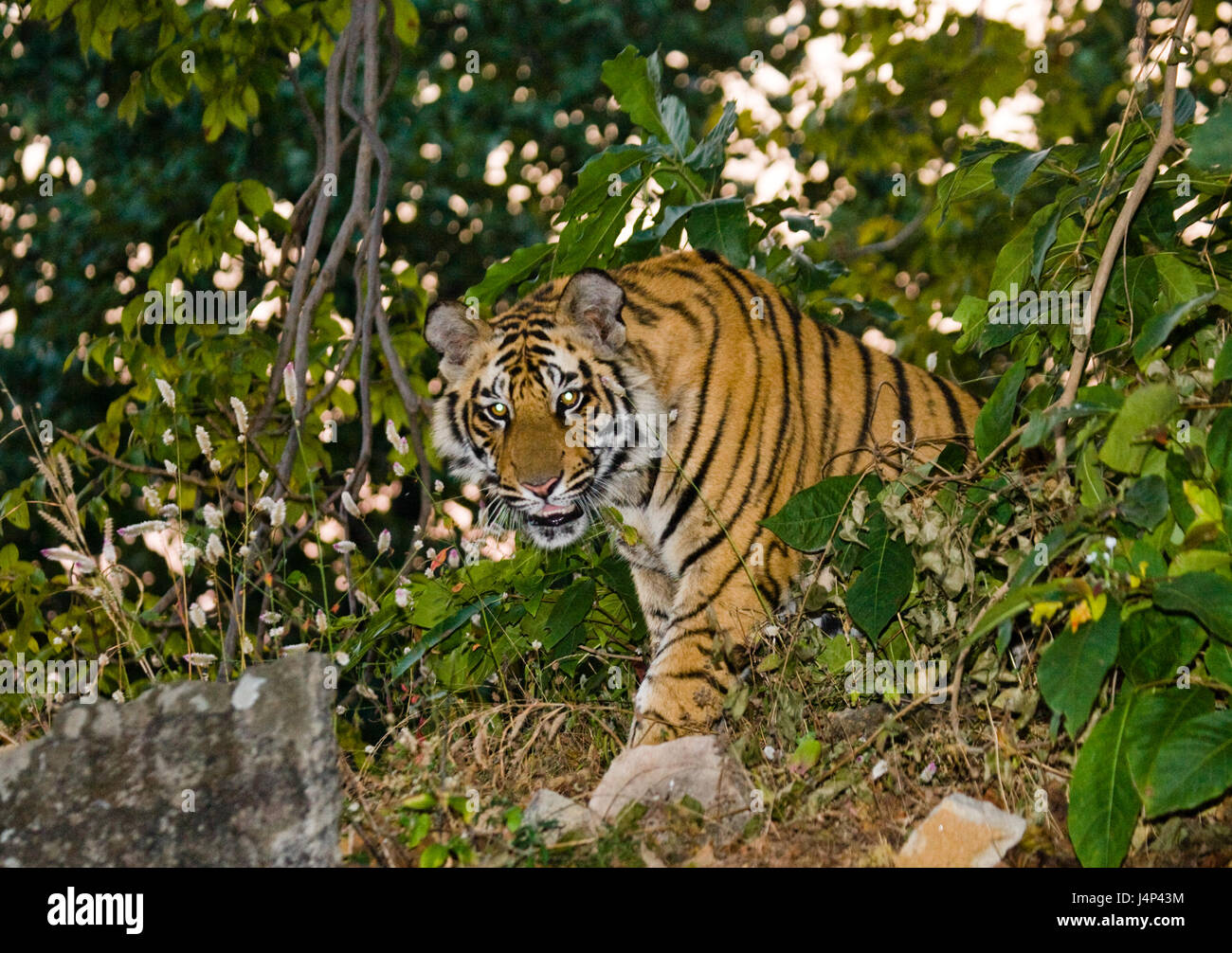 Wild Bengal tiger looks out from the bushes in the jungle. India ...