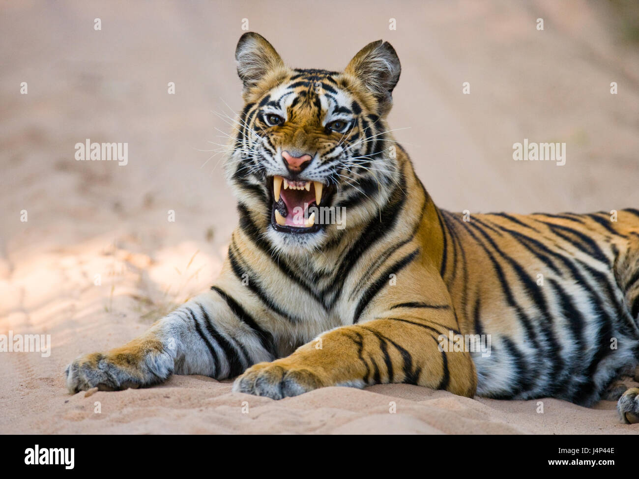 Tiger Attacks In India