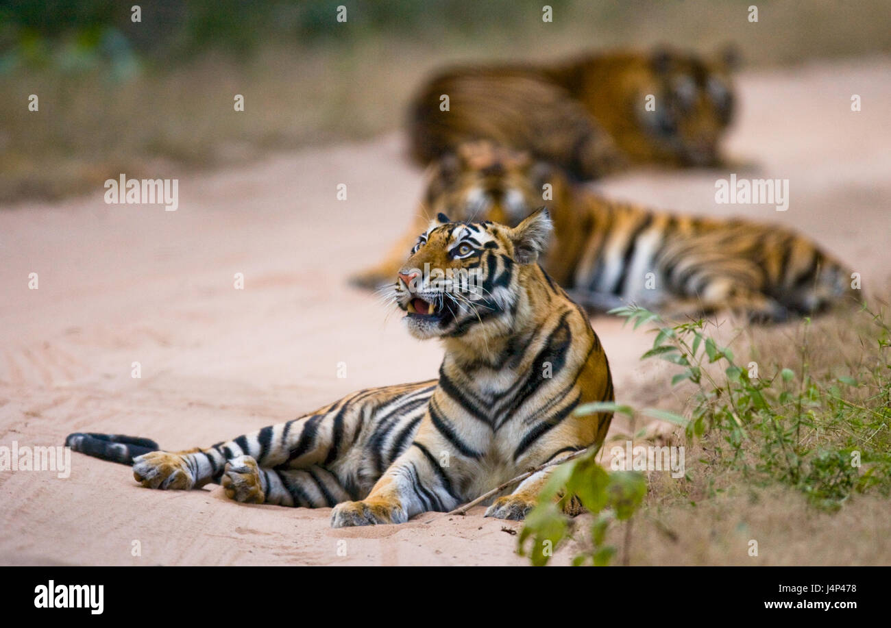 Group Of Tigers In The Wild