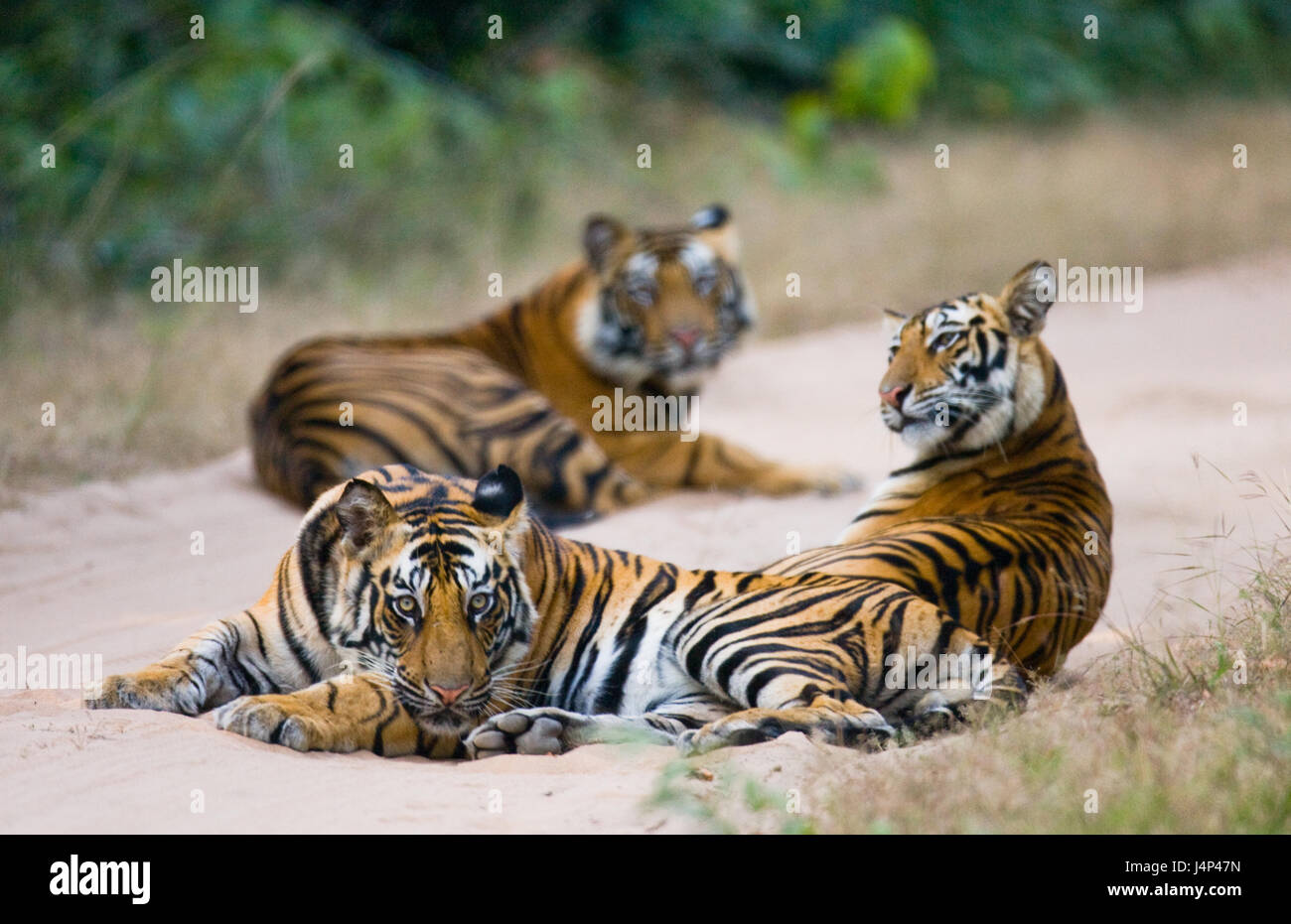 Group Of Tigers In The Wild
