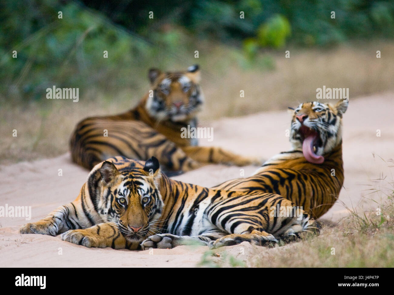 Group Of Tigers In The Wild