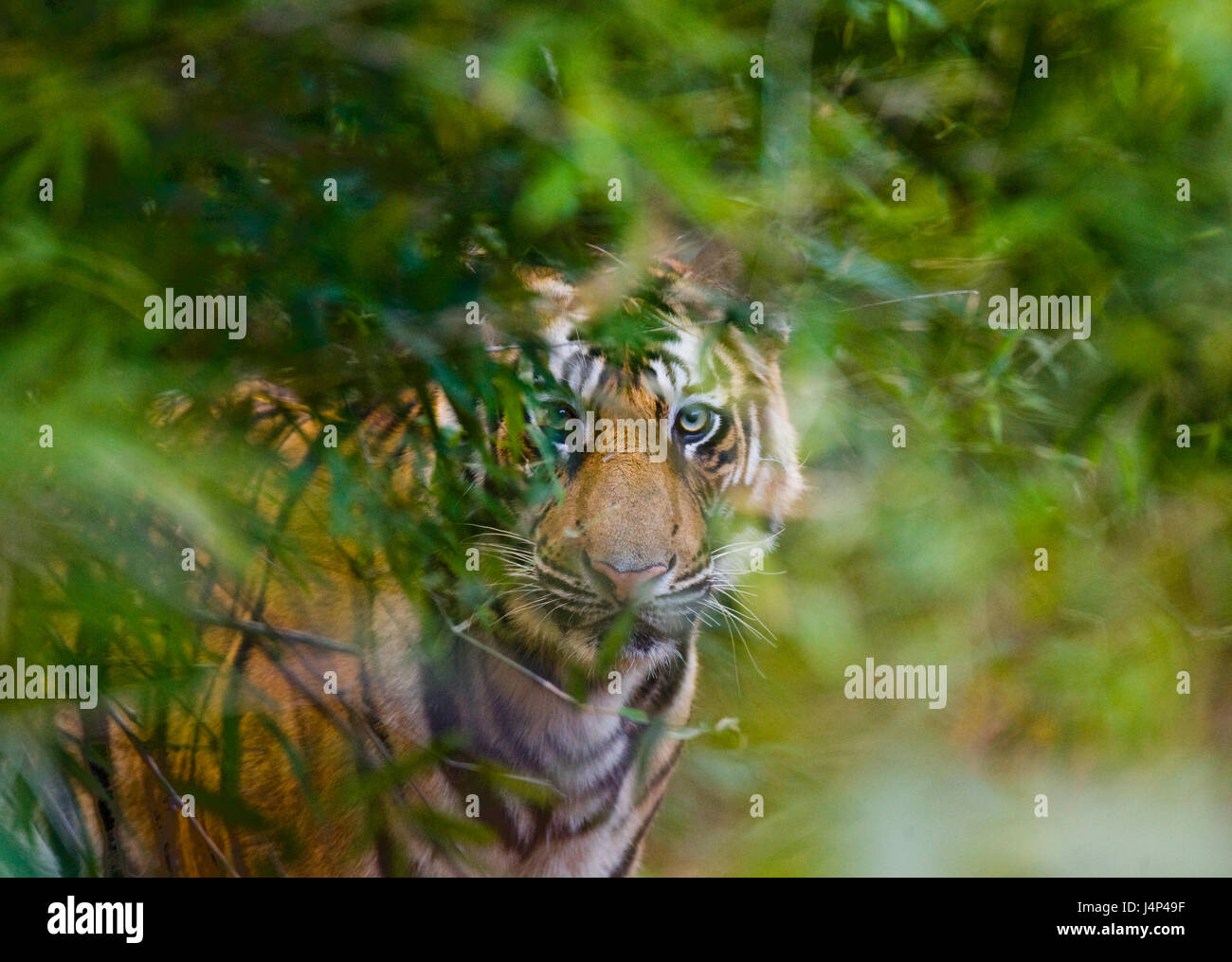 Wild Bengal tiger looks out from the bushes in the jungle. India ...