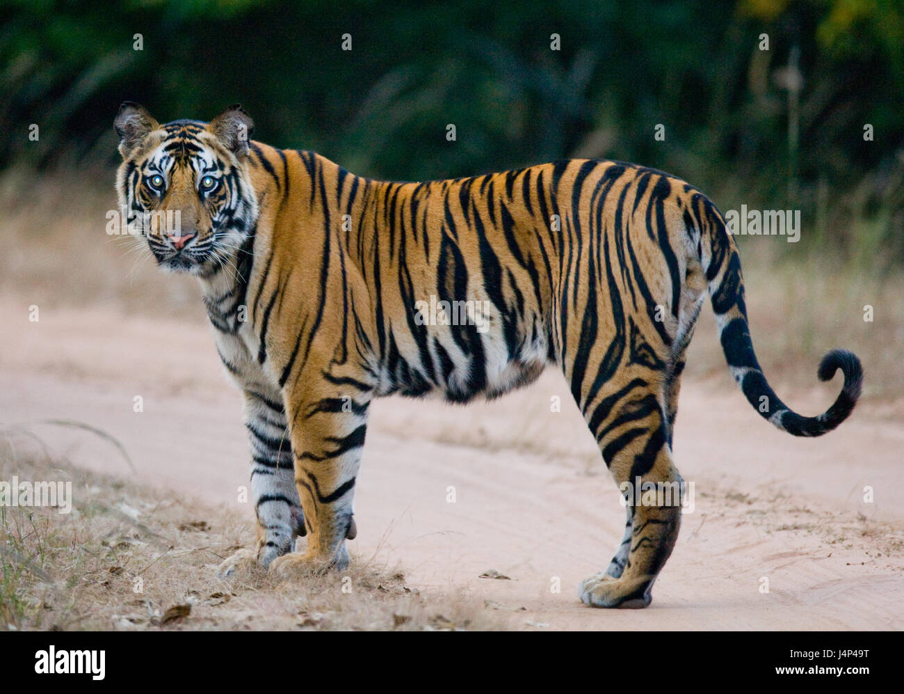 Tiger Side View Standing