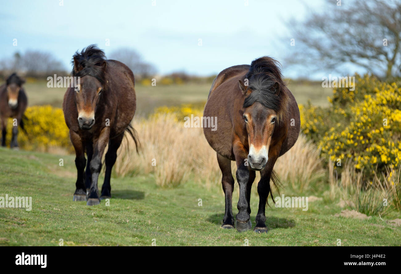 Three Exmoor Ponies on Winsford Hill, Exmoor Stock Photo - Alamy