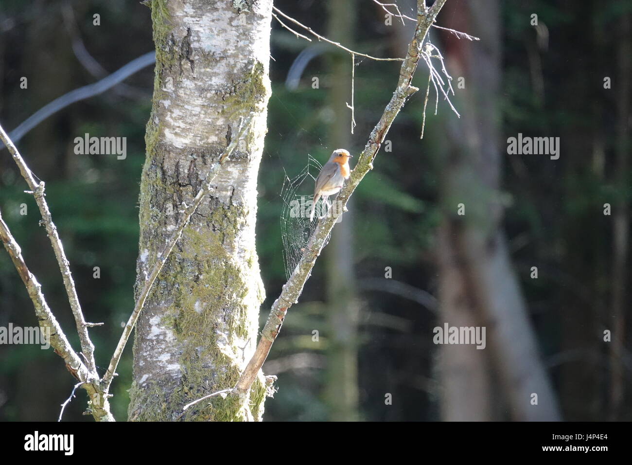 Robin in tree Stock Photo - Alamy