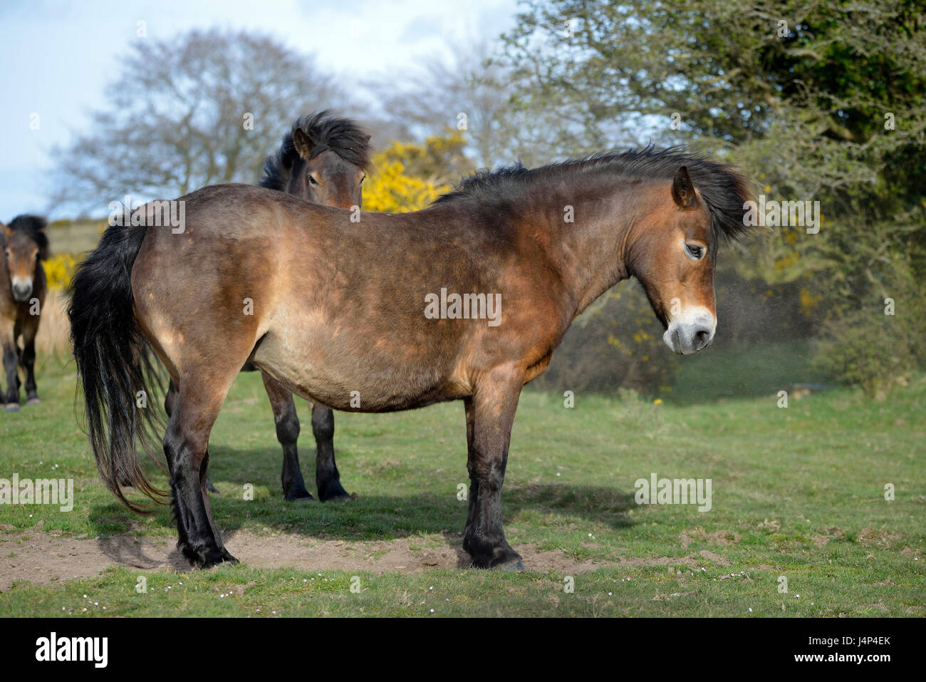 Three Exmoor Ponies on Winsford Hill, Exmoor Stock Photo - Alamy