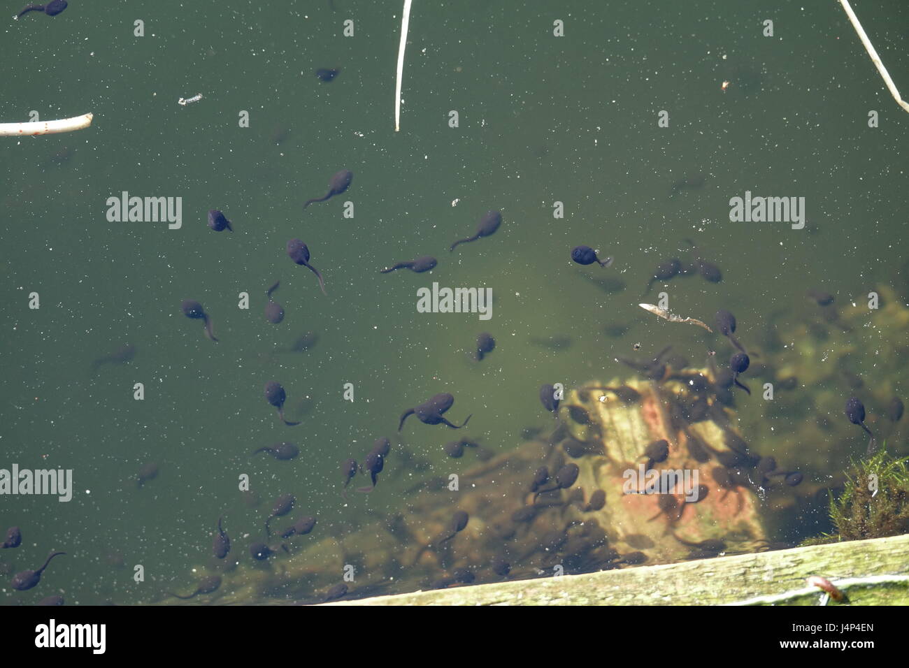 Tadpoles lake hi-res stock photography and images - Alamy