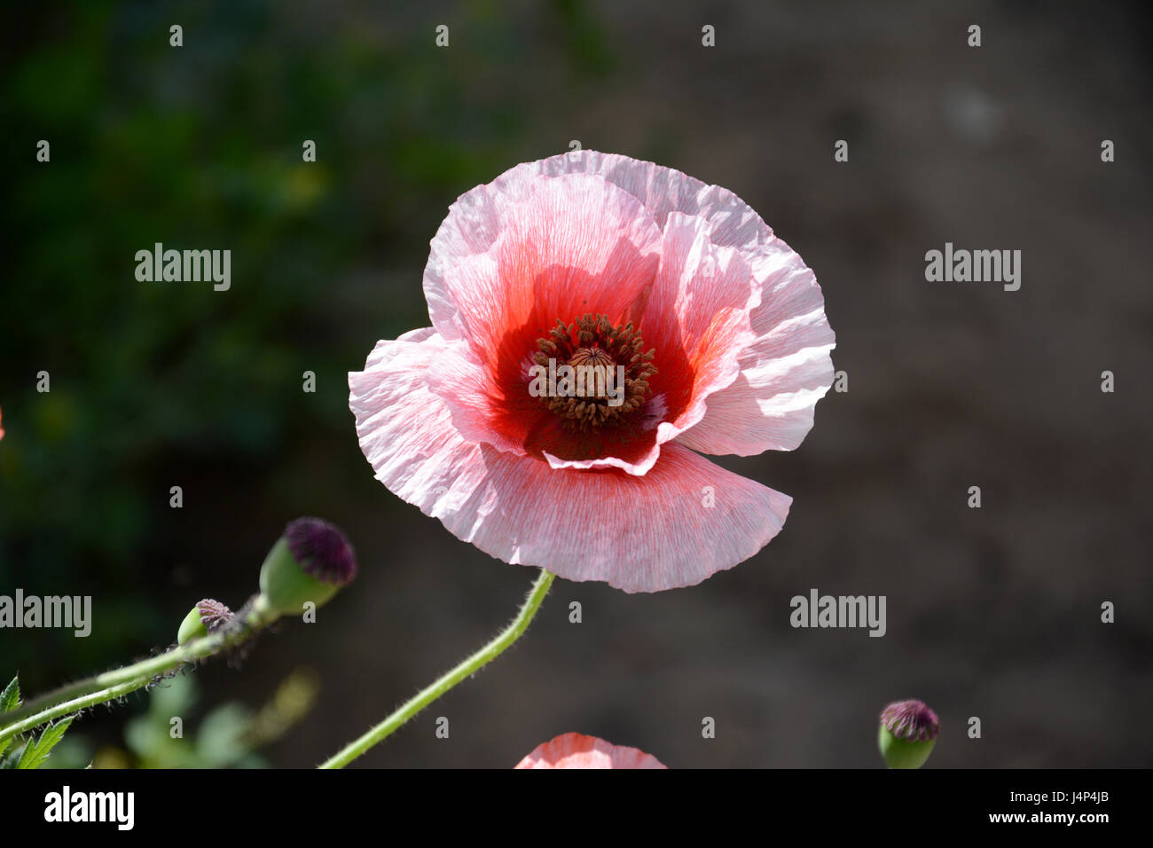Classic poppy hi-res stock photography and images - Alamy