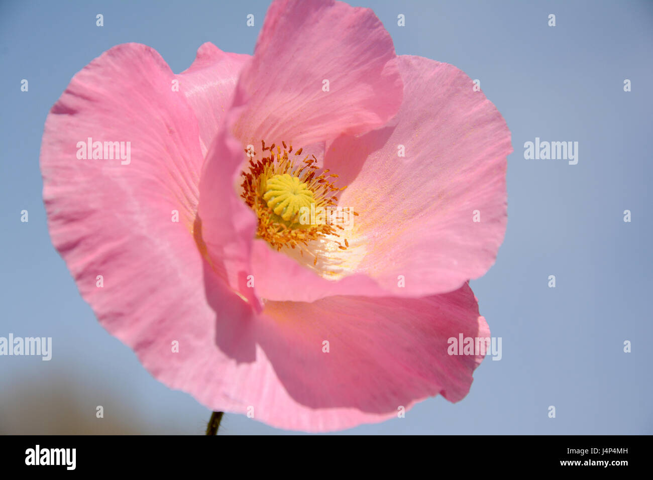 Scentless flower hi-res stock photography and images - Alamy