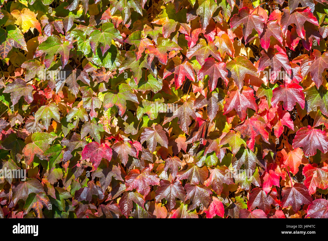Autumn background of ivy wall with leaves changing color from green to ...