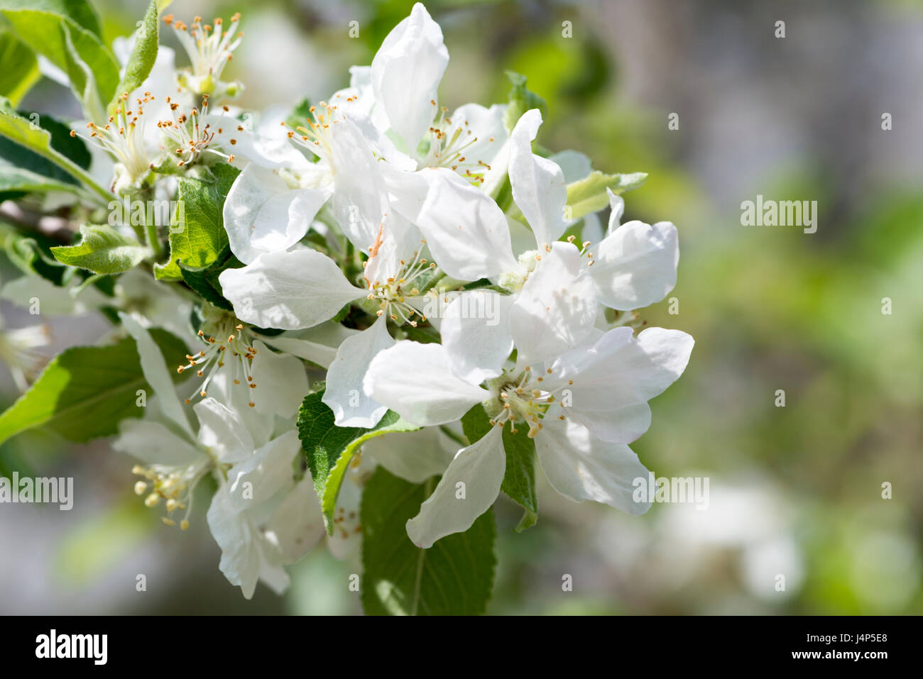 Photograph of flowers of a white color Stock Photo - Alamy