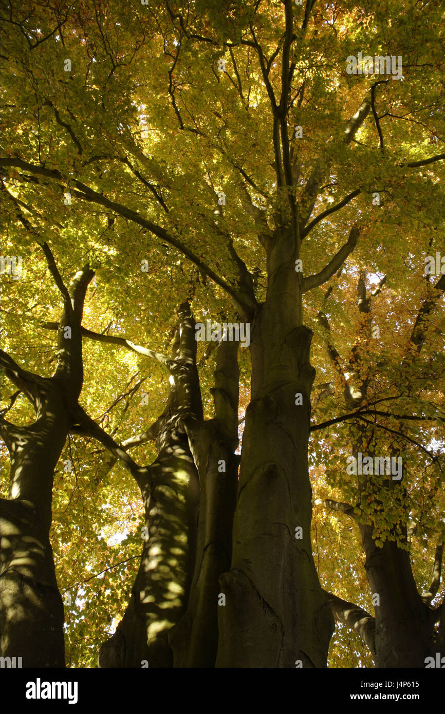 Broad-leaved trees, booking, tree tops, detail, nature, plants, botany ...