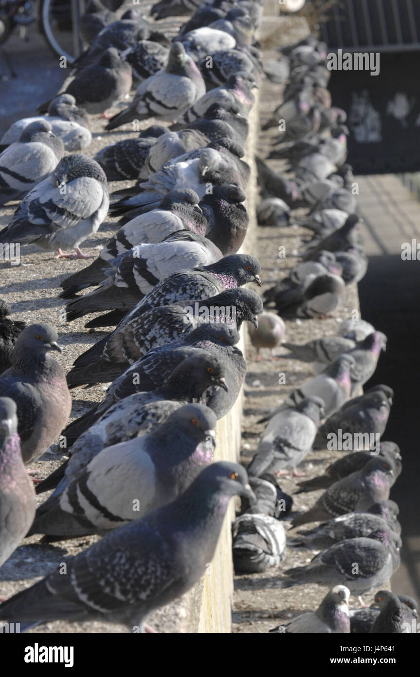 Pigeon steps hi-res stock photography and images - Alamy