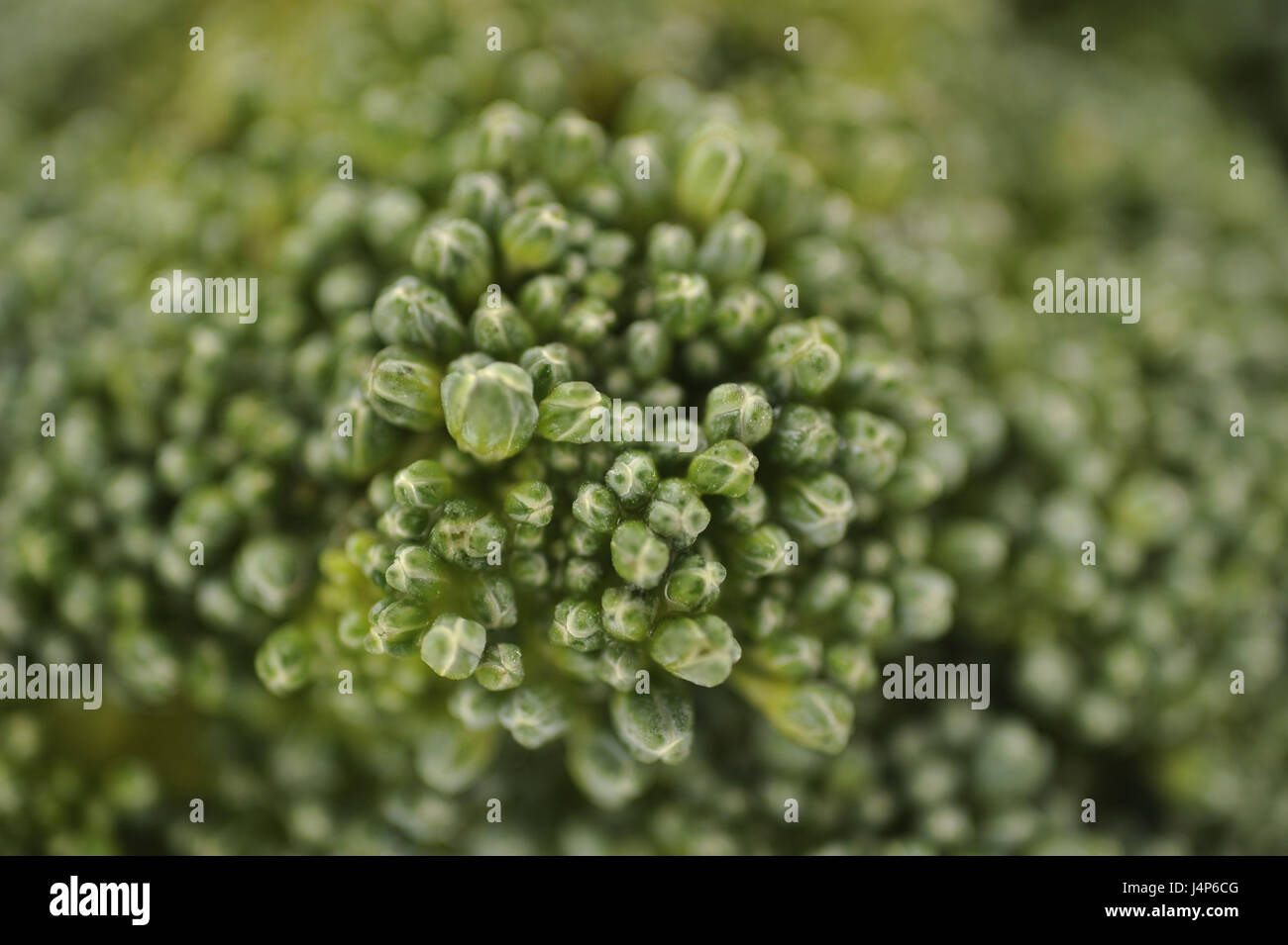 Broccoli brassica oleracea hi-res stock photography and images - Alamy