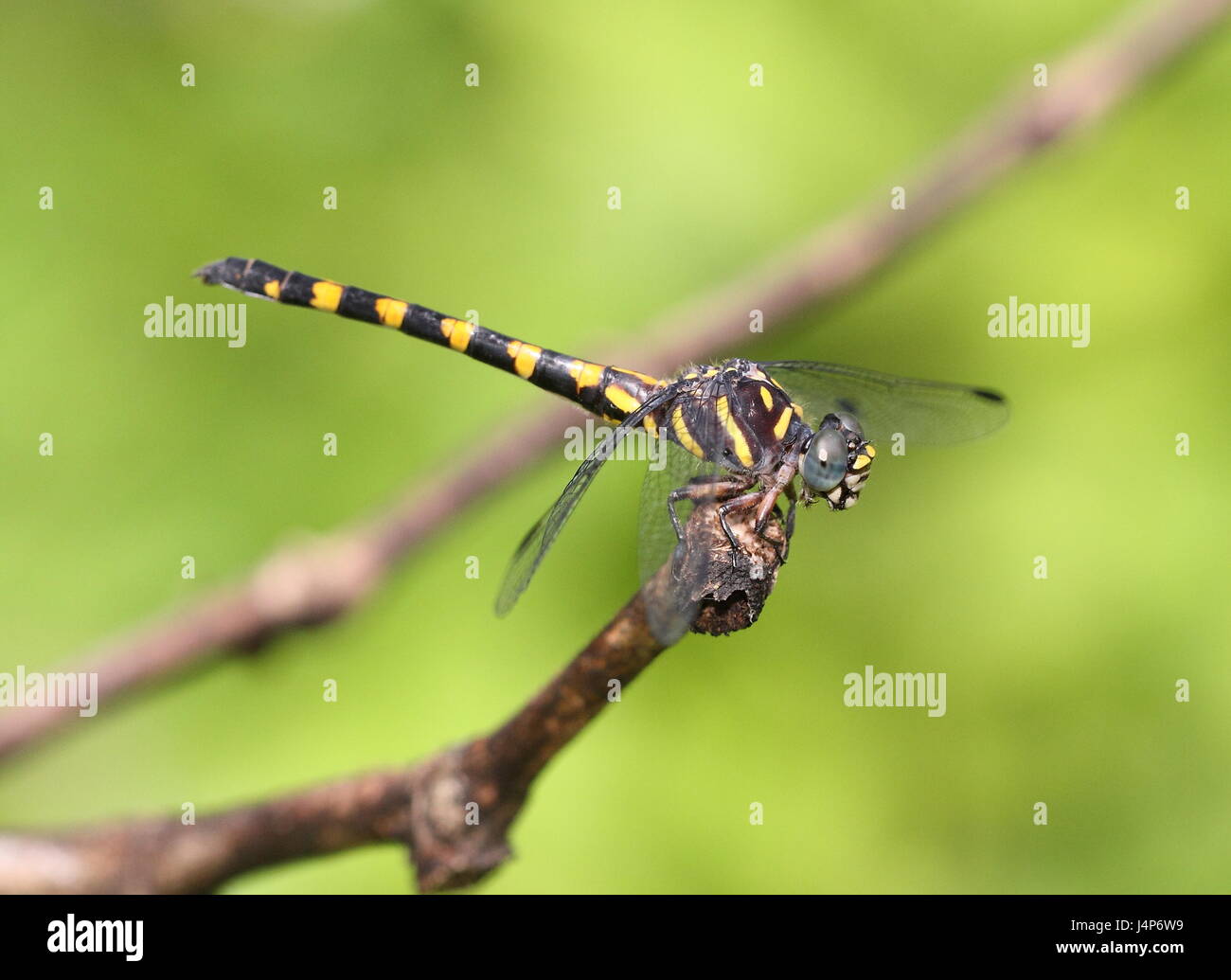 Banded Hooktail Dragonfly Stock Photo - Alamy