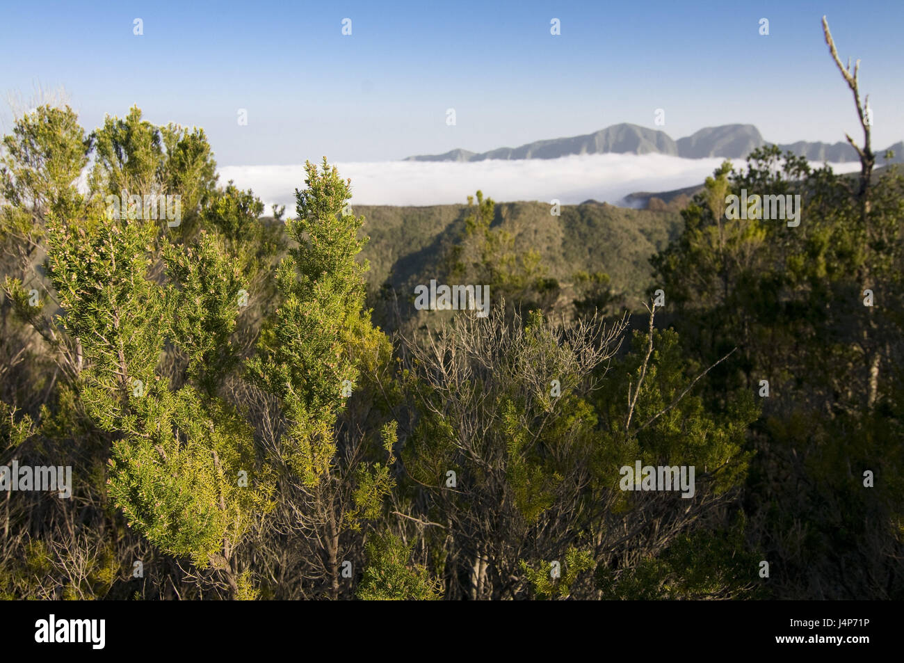 Rainforest garajonay national park hi-res stock photography and images ...