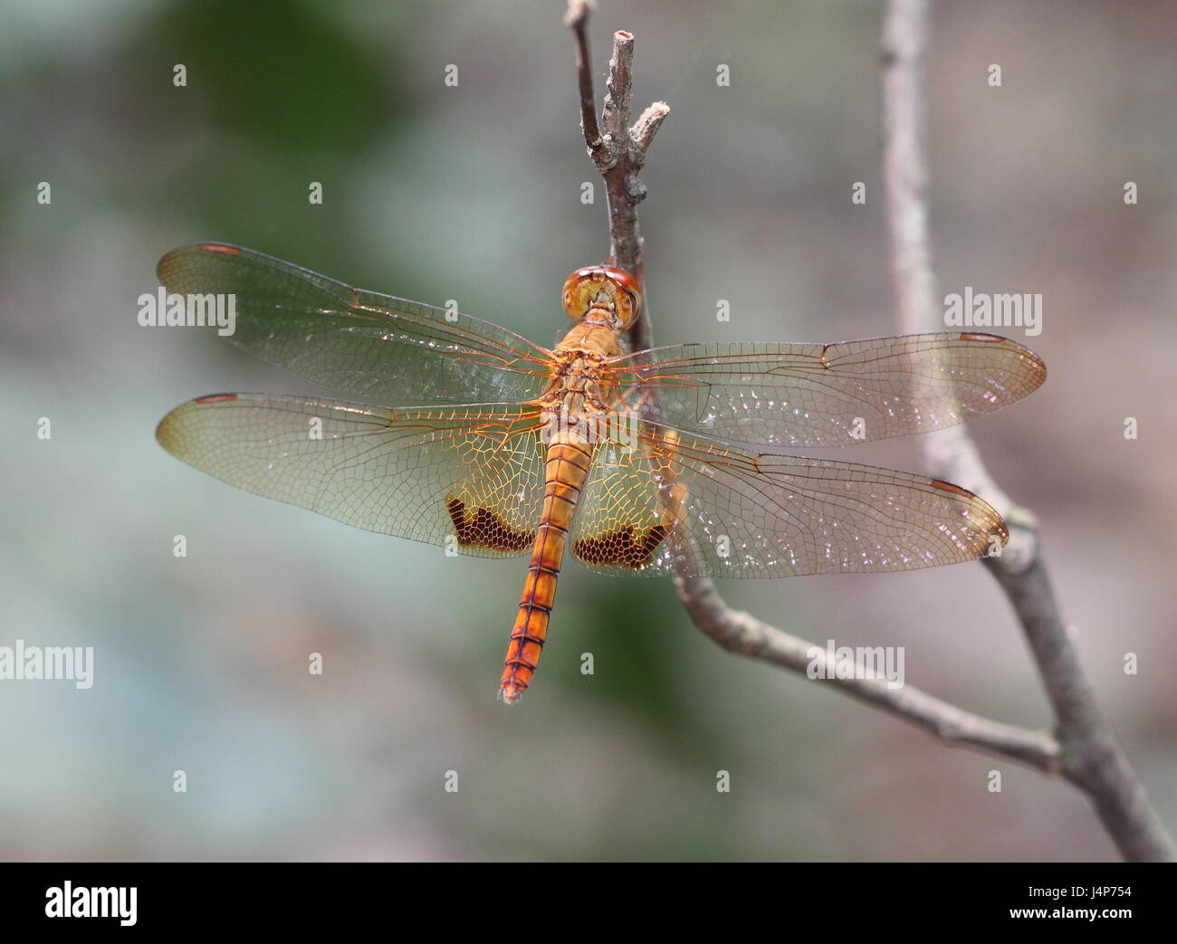 Singapore insects hi-res stock photography and images - Alamy