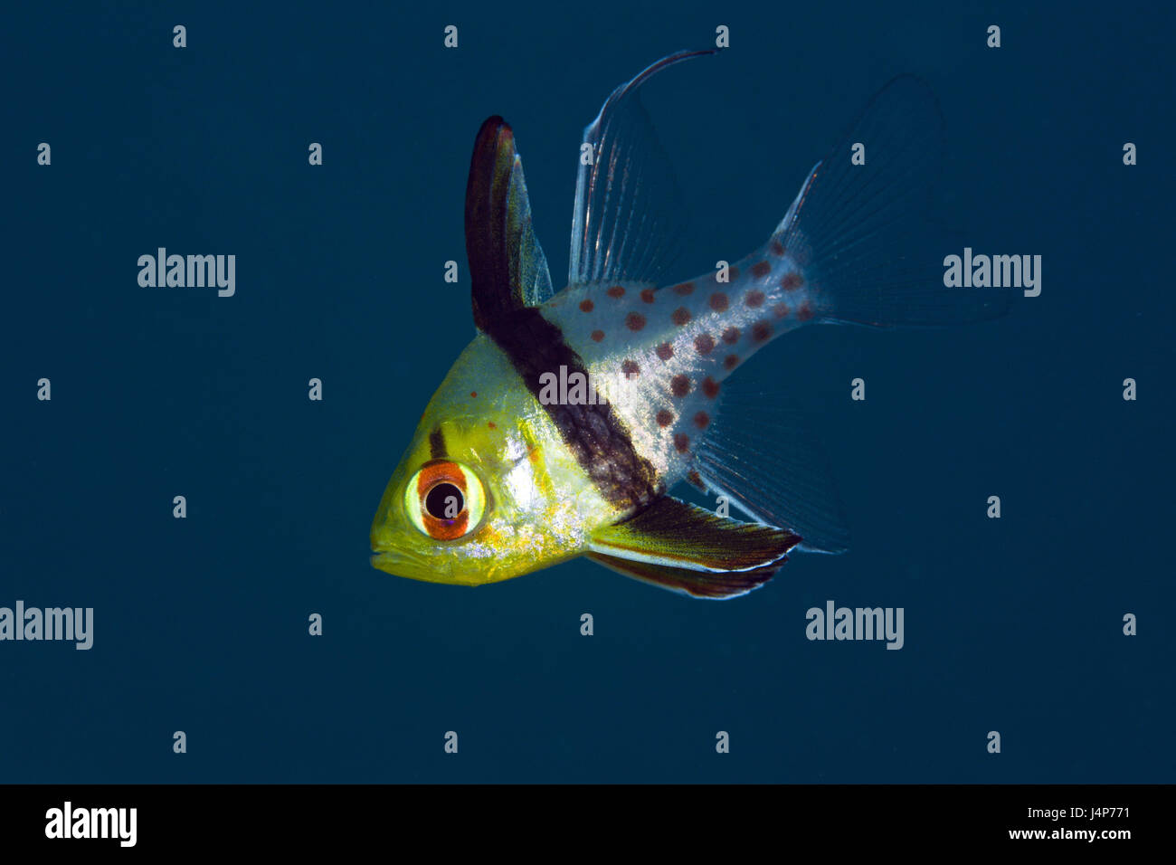 Underwater recording, pyjamas-cardinal's perch, Sphaeramia nematoptera ...