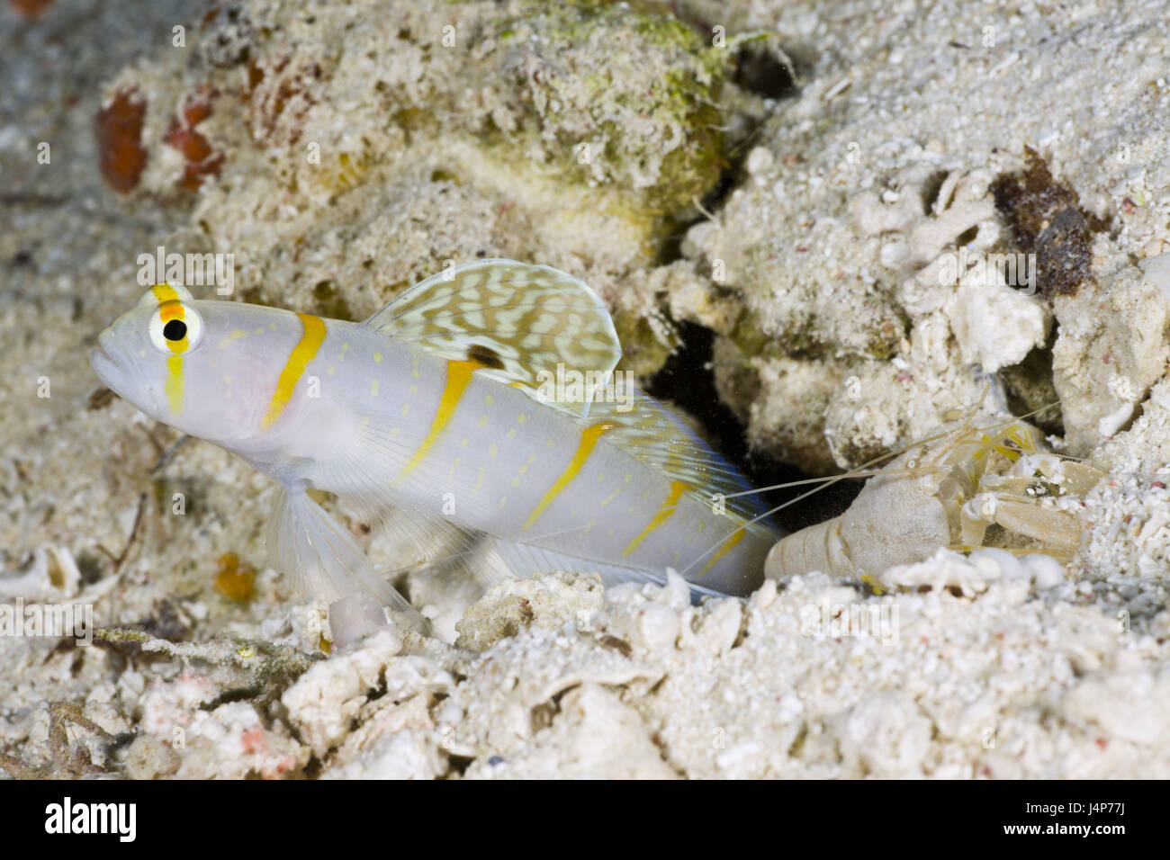 Underwater recording, Randalls Wächtergrundel, Amblyeleotris randalli ...