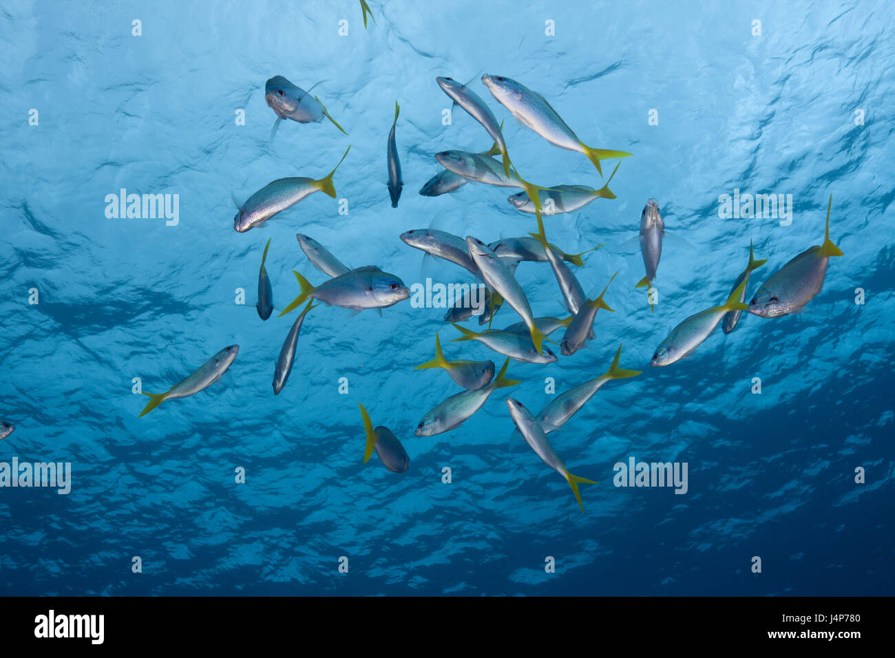 Underwater recording, fish dream, high back fusiliers, Caesio cuning ...