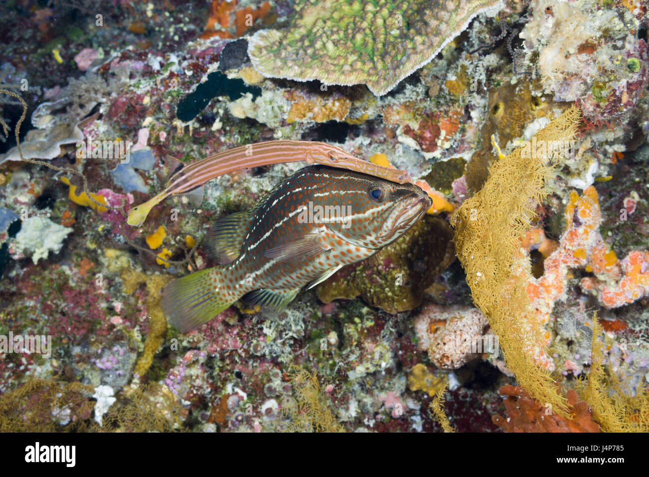 Underwater recording, trumpet fish, Aulostomus chinensis, pointed head ...