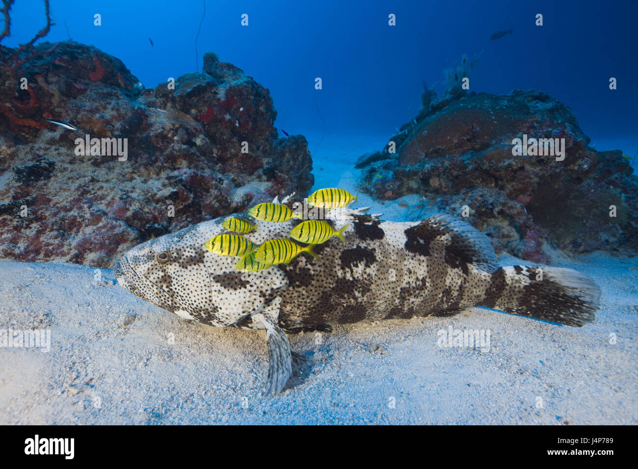 Yellow perch fish hi-res stock photography and images - Alamy