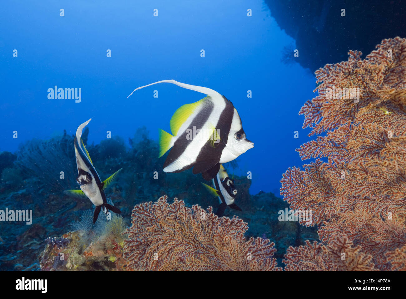 Pennant coral fish hi-res stock photography and images - Alamy