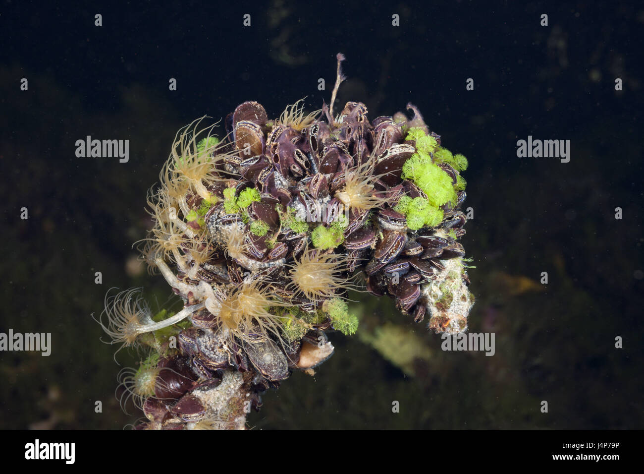 Underwater recording, mussels, algae, anemones Stock Photo - Alamy