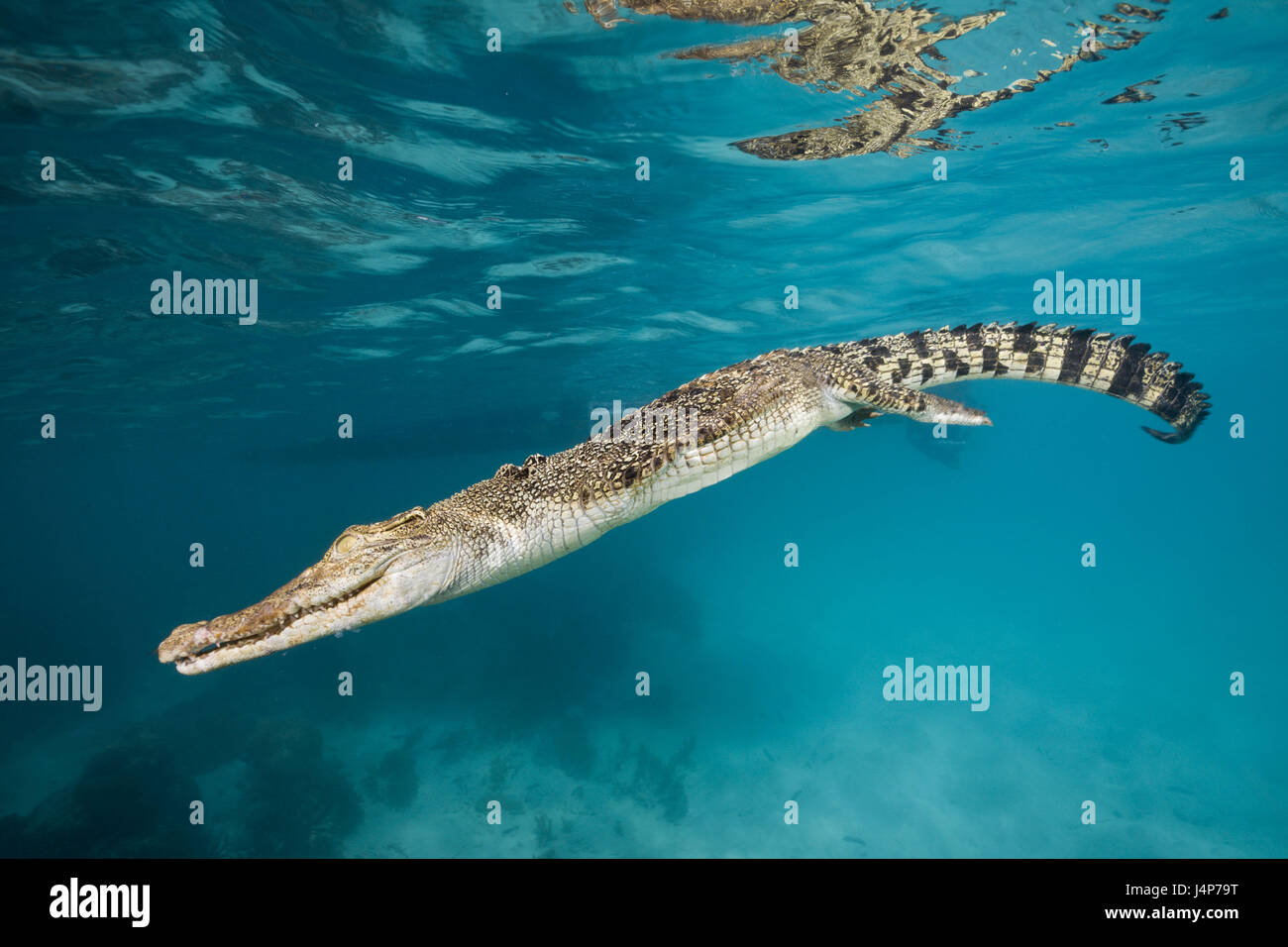 Underwater recording, saltwater crocodile, Crocodylus porosus, swim ...
