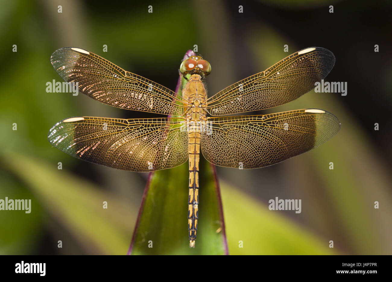 Living wing hi-res stock photography and images - Alamy