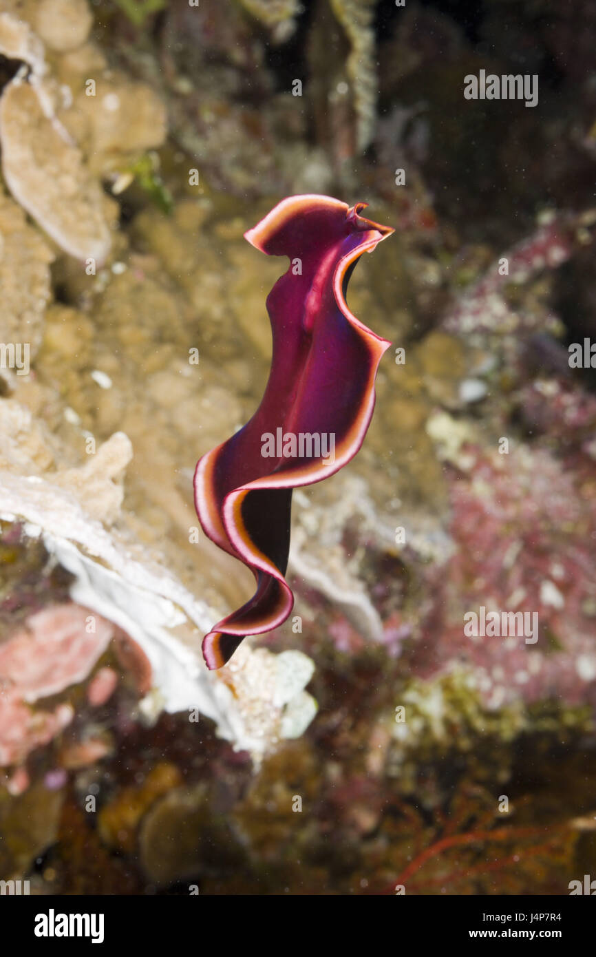 Underwater worm hi-res stock photography and images - Alamy