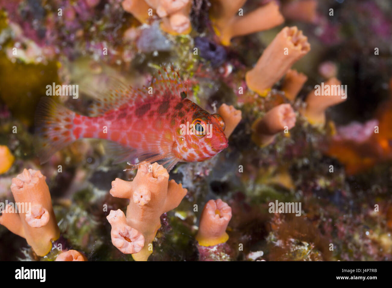 Underwater recording, mottled coral guard, Cirrhitichthys oxycephalus ...