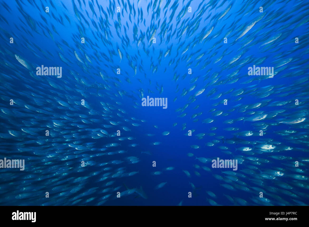 Herring Fish Swimming