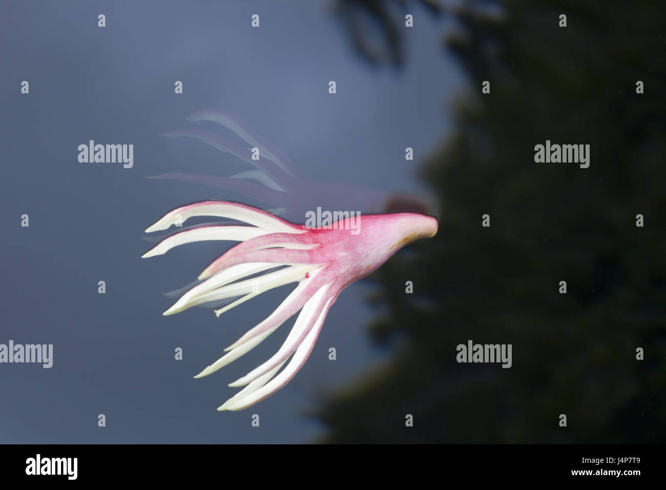 Blossom, exotic, mirroring, water, floats Stock Photo - Alamy