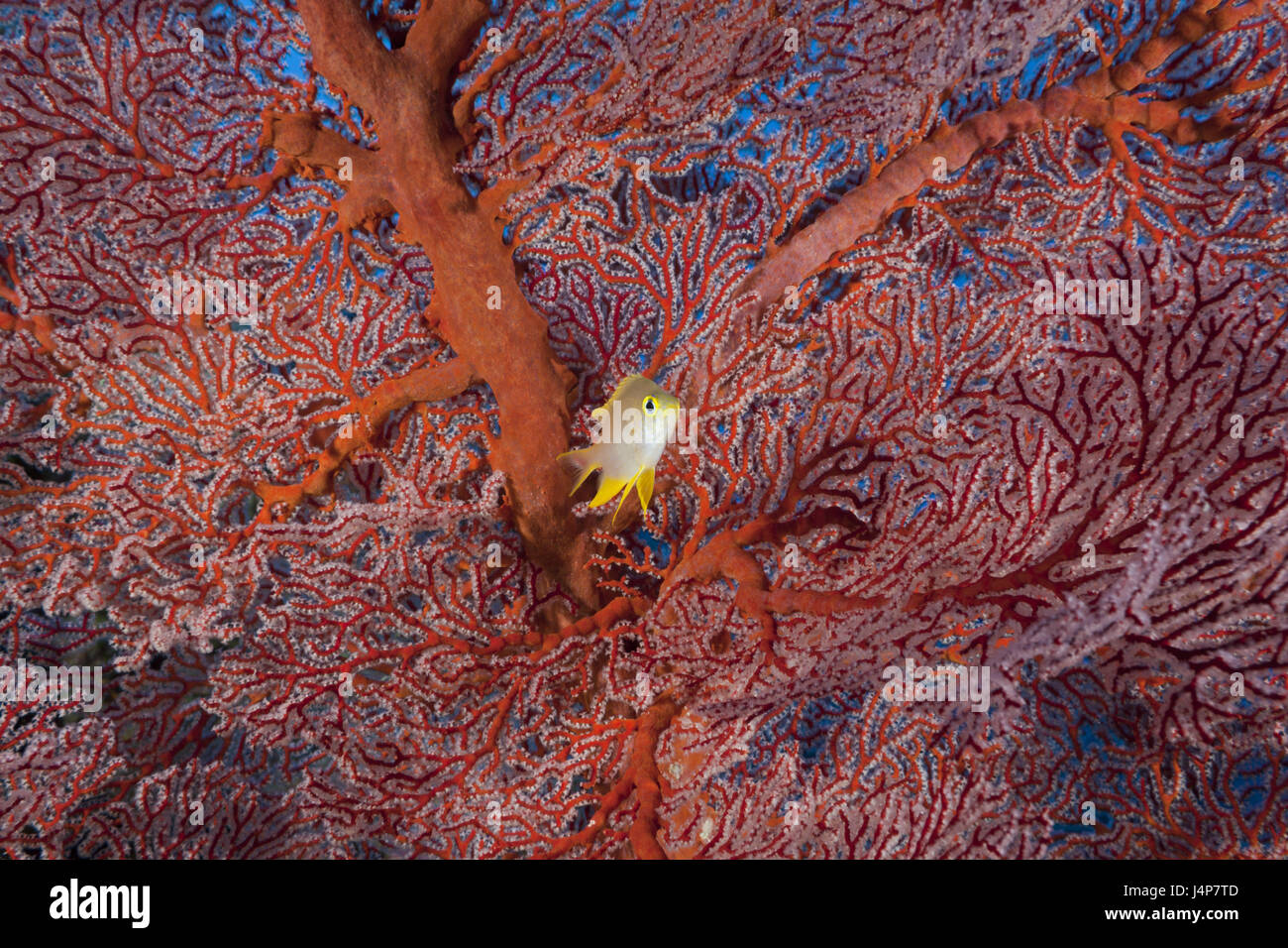 Underwater recording, node fields, Melithaea spec., detail, golden reef ...