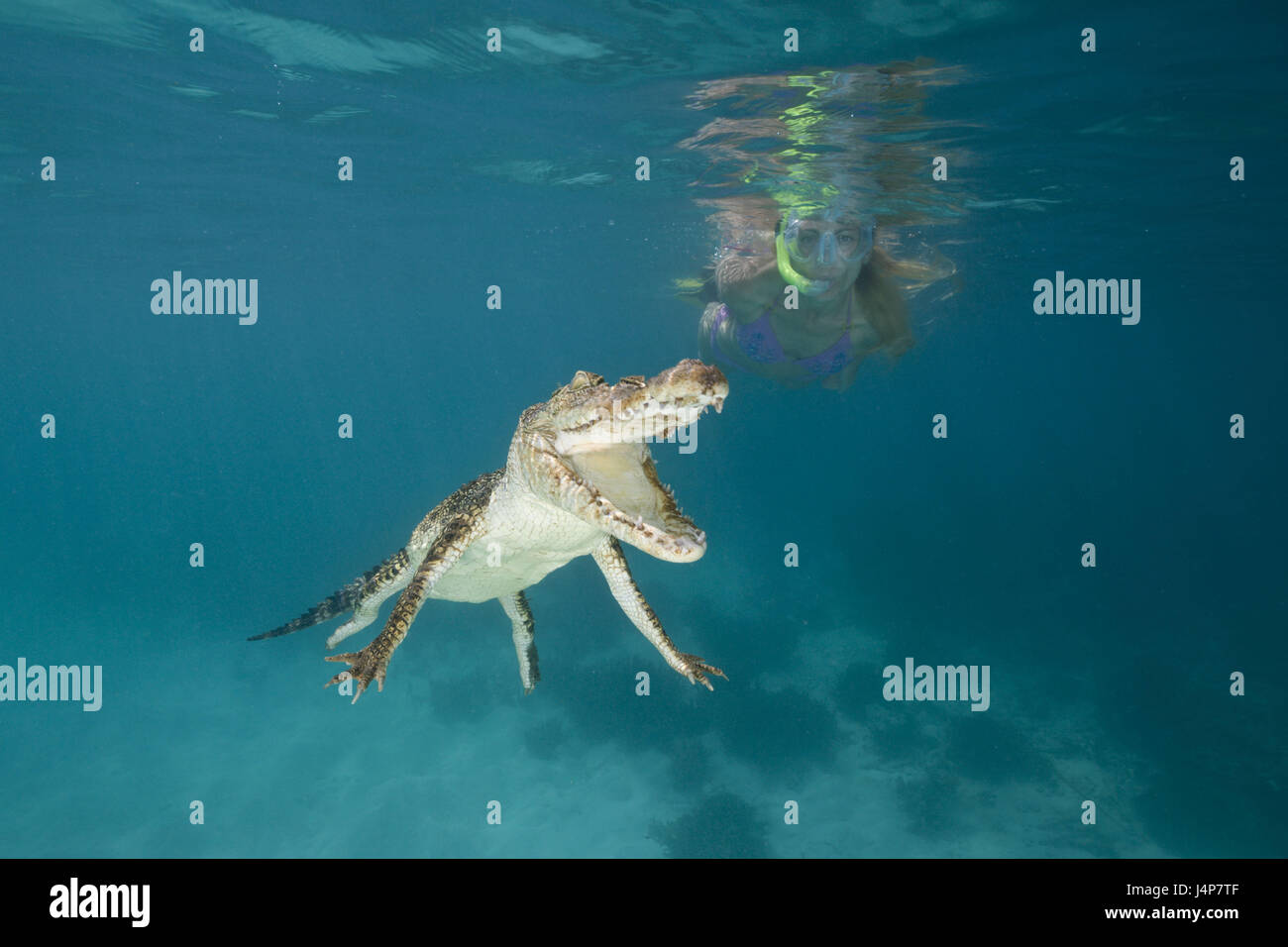 Underwater recording, Schnorchlerin, saltwater crocodile, Crocodylus ...