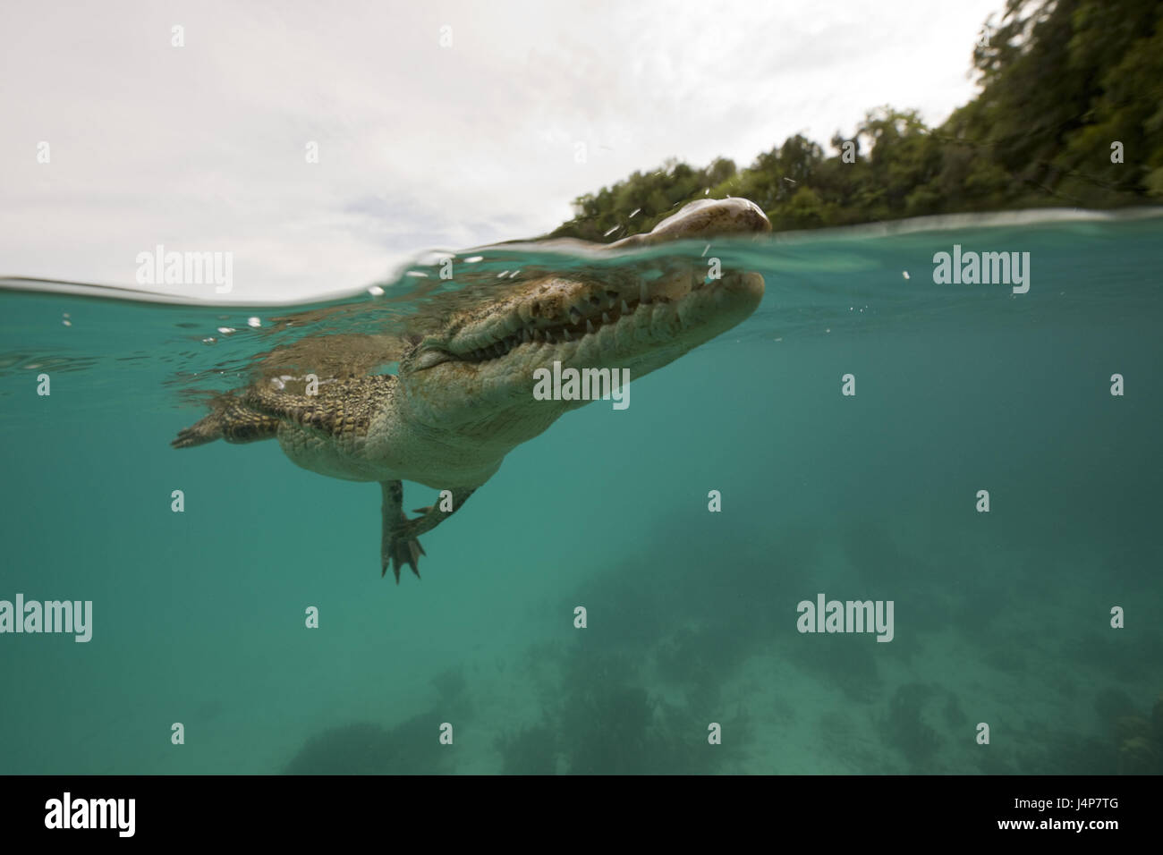 Underwater recording, saltwater crocodile, Crocodylus porosus, swim ...