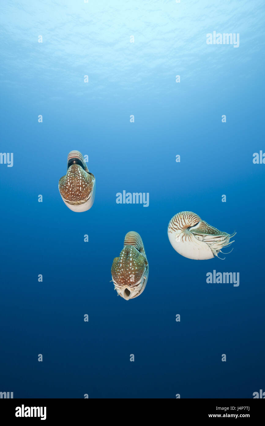 Underwater recording, Nautilus, Nautilus belauensis, three, float Stock ...