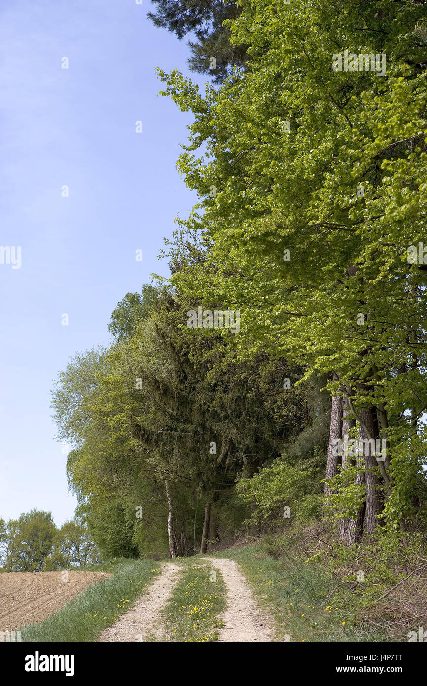Edge of the forest, way, country lane, field, field, trees, green, sky ...