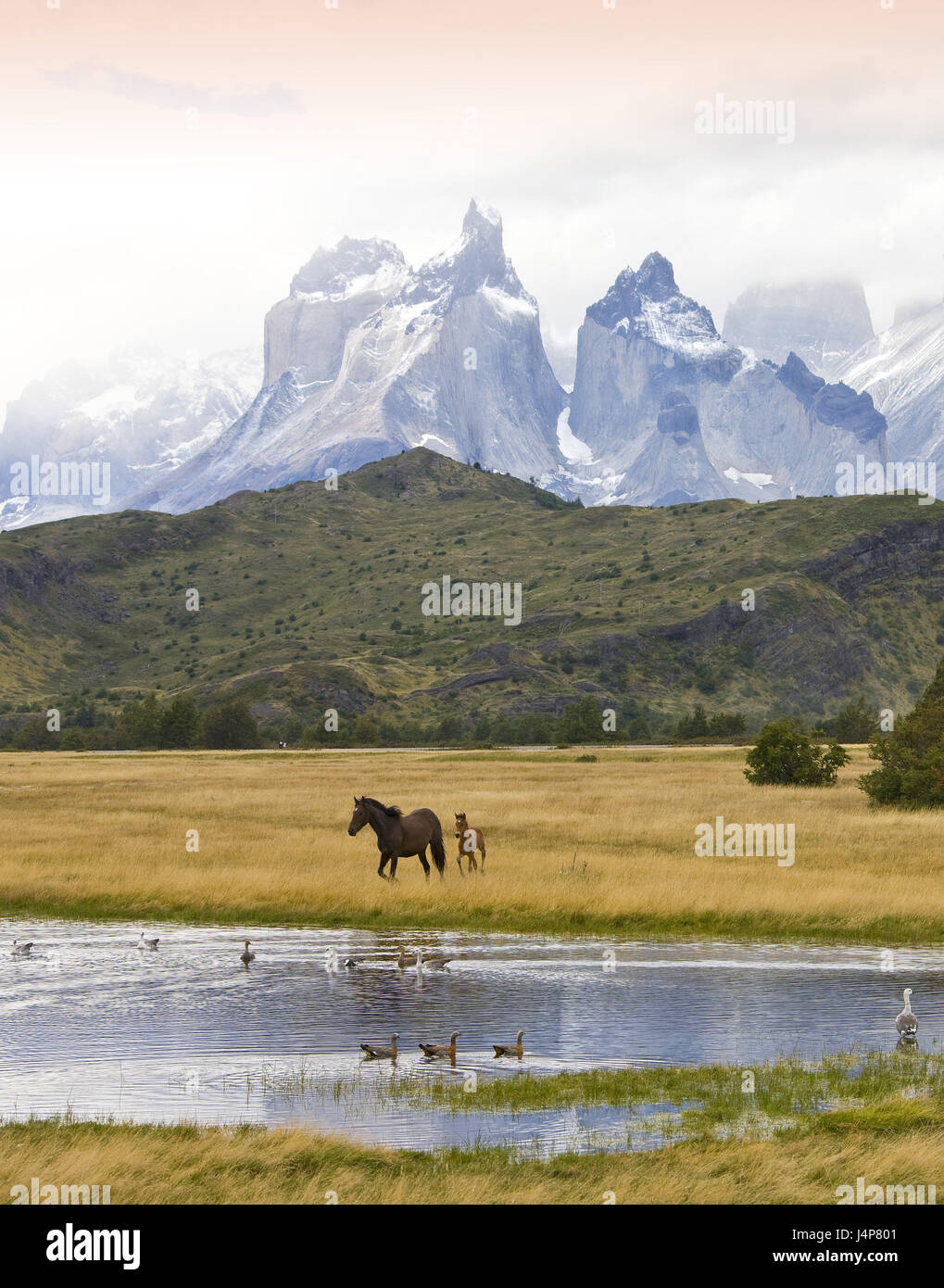 Chile, Patagonia, Torres del Paine National Park, Cuernos del Paine ...