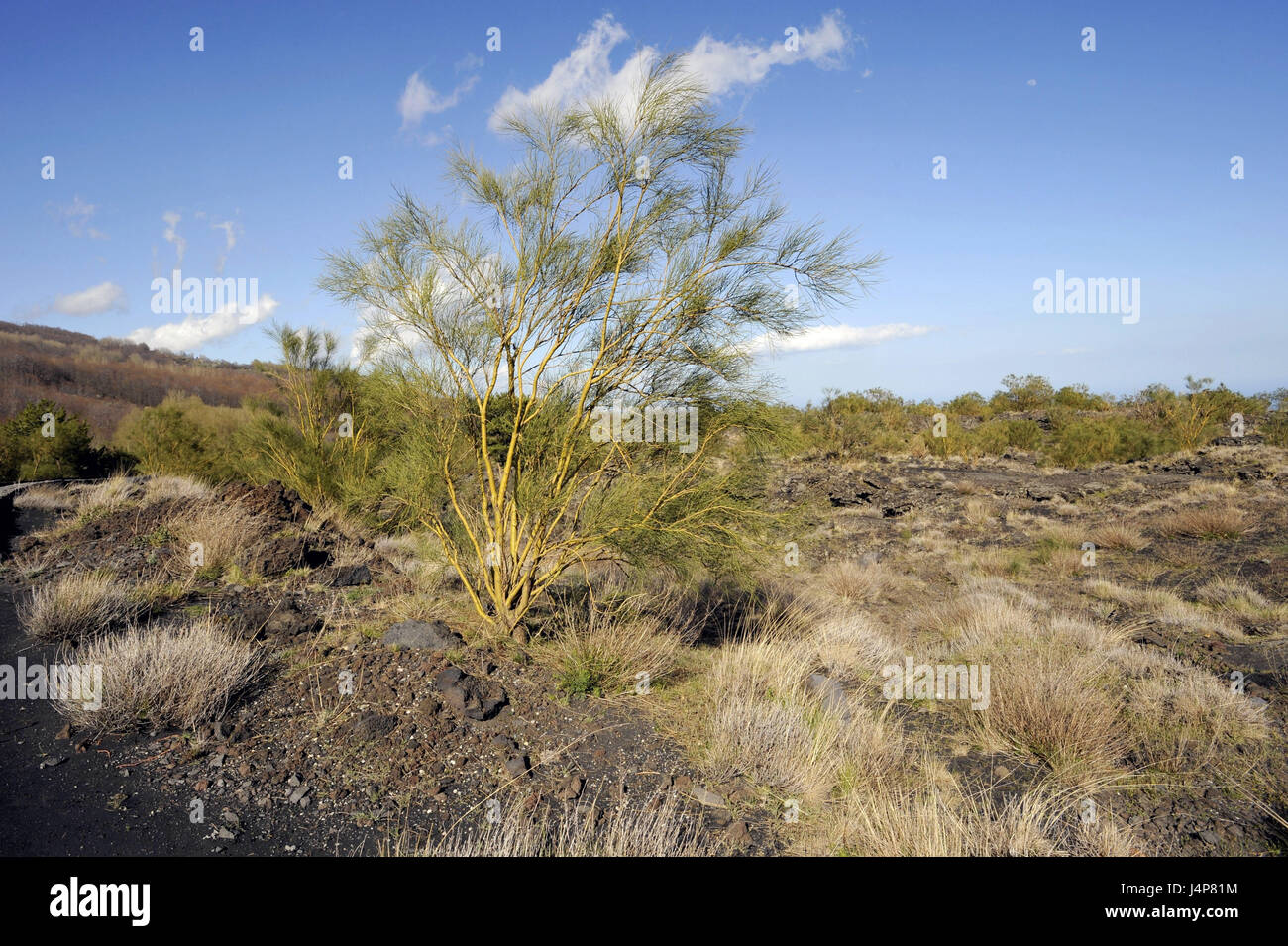 Italy, island Sicily, volcano Etna, scenery, vegetation Stock Photo - Alamy
