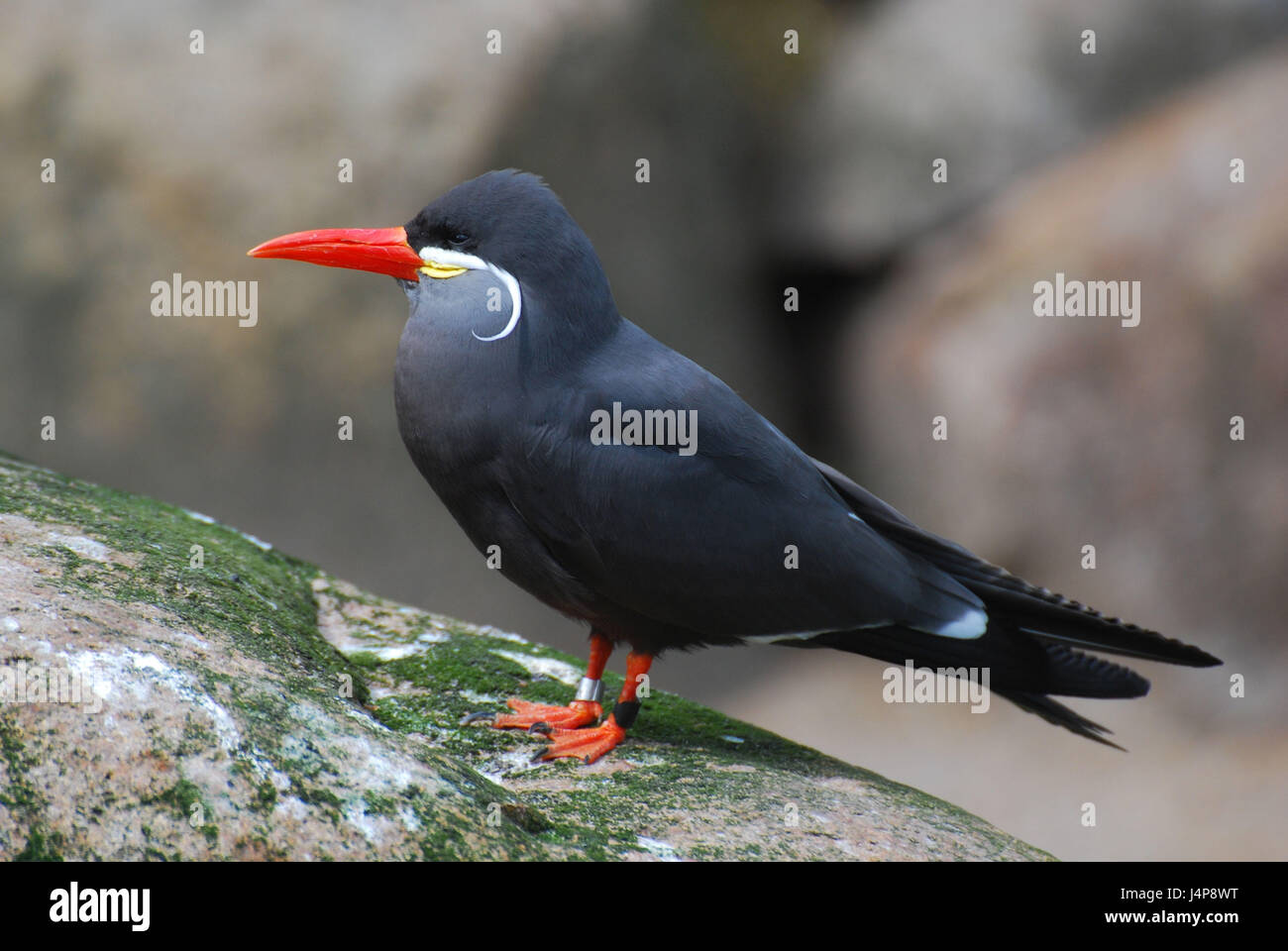 Black bile hi-res stock photography and images - Alamy